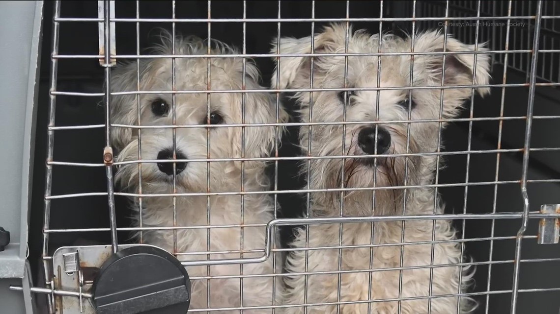 Austin Humane Society rescues more than 50 dogs from a single home ...