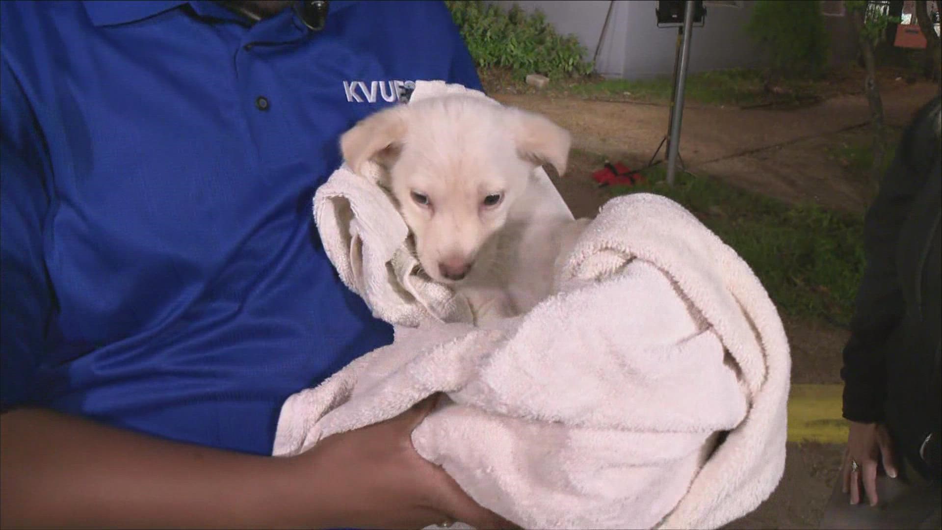 Giving Tuesday helps provide Austin Pets Alive! with care and vaccines ...