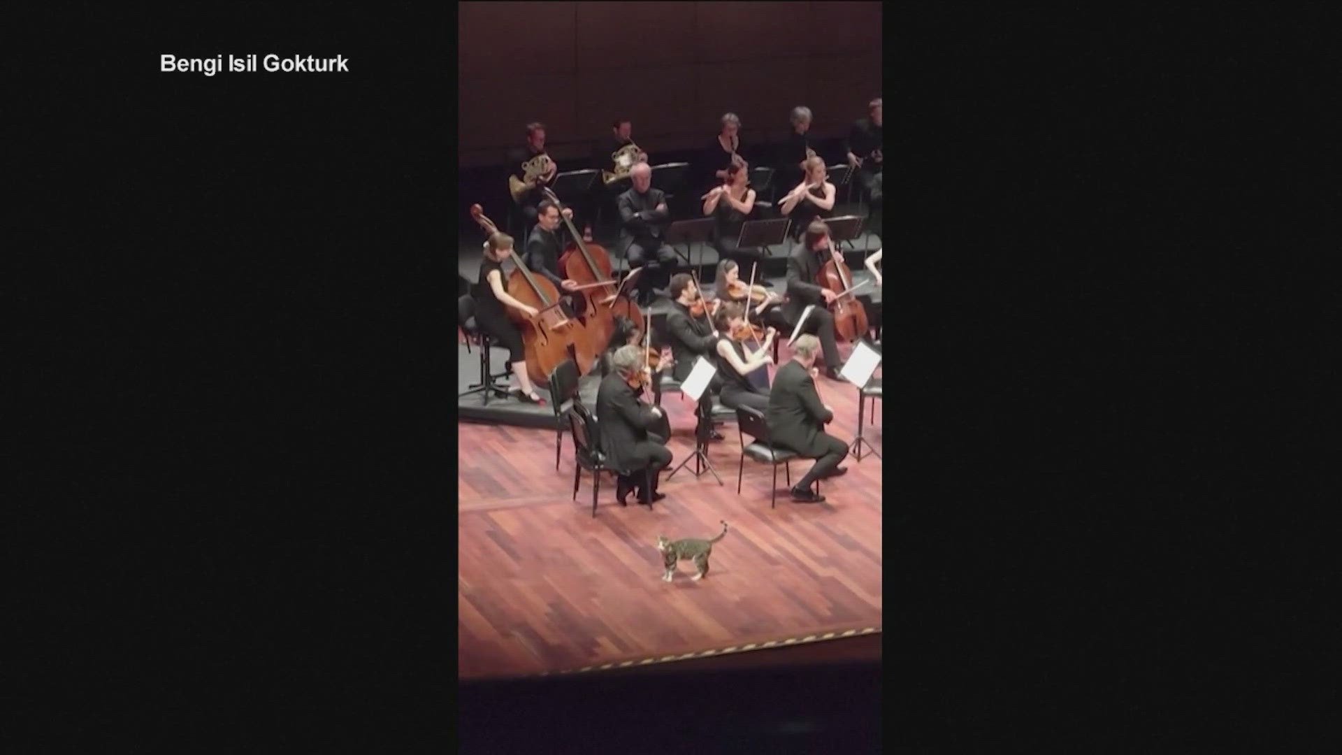 Cat wanders on stage during Swiss Chamber Orchestra performance in ...