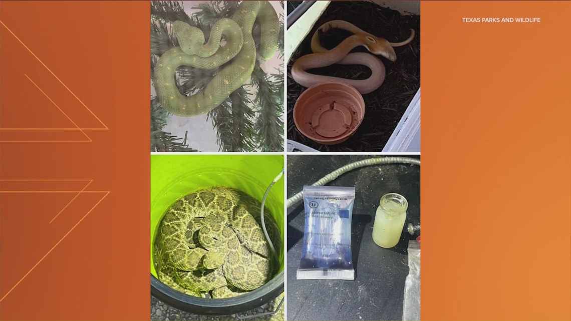 Dozens of venomous snakes found in Milam County apartment | kvue.com