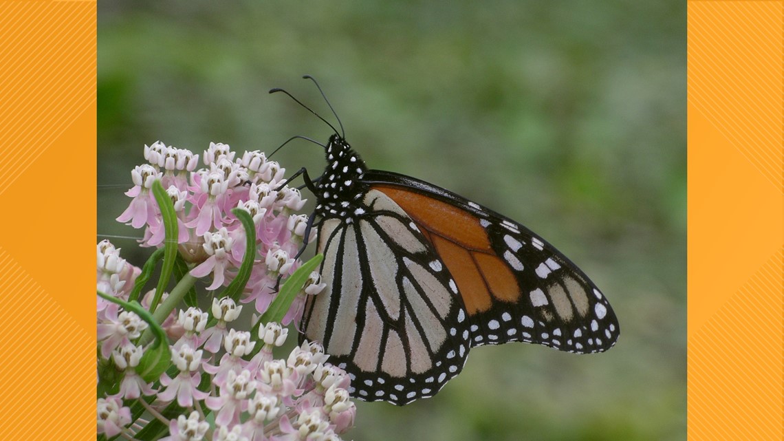 Monarch butterflies make stop in Austin during migration back South ...