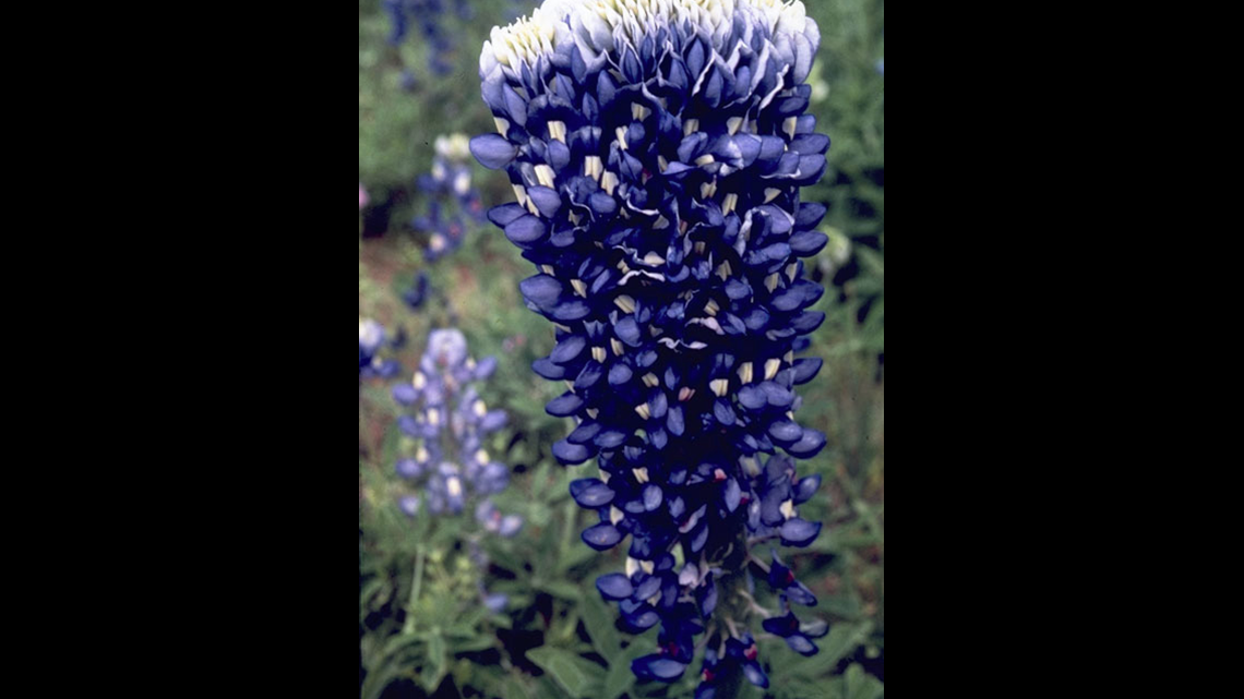 PHOTOS: Bluebonnets come in different colors and sizes | kvue.com