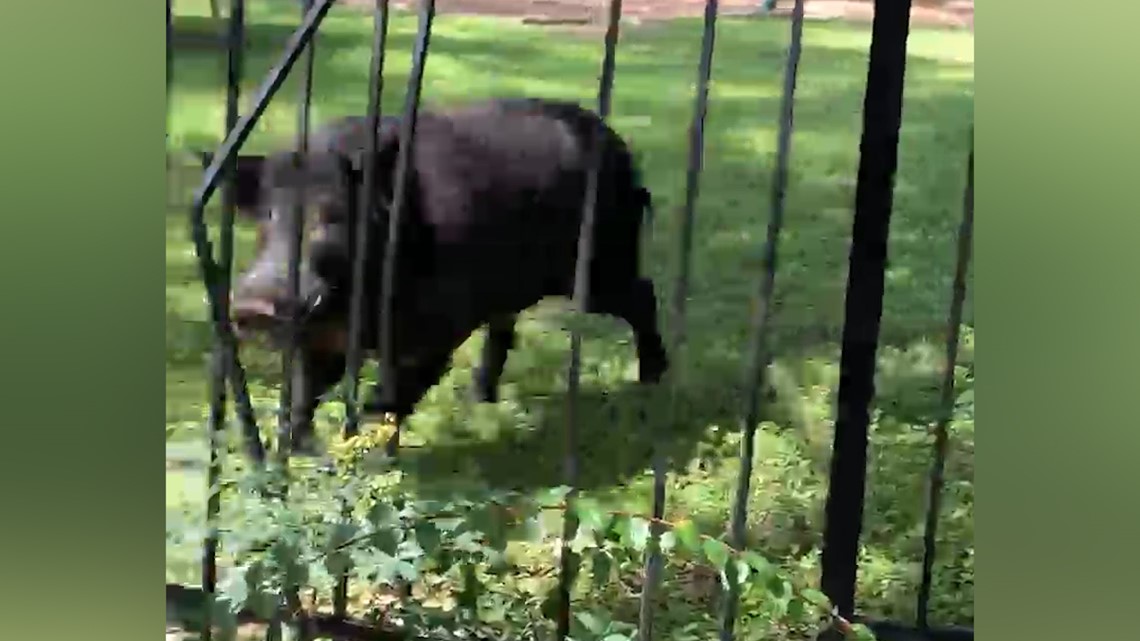 Austin Animal Protection officer injured by feral hog | kvue.com