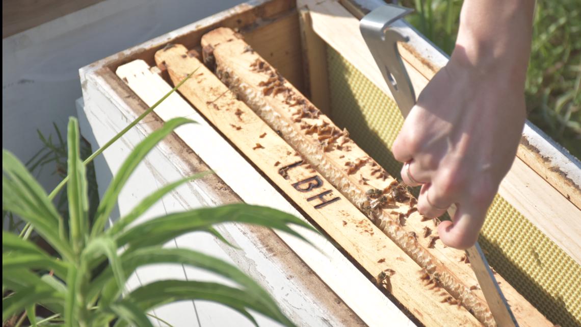 Austin beekeeper looking after 5 million bees and counting | kvue.com