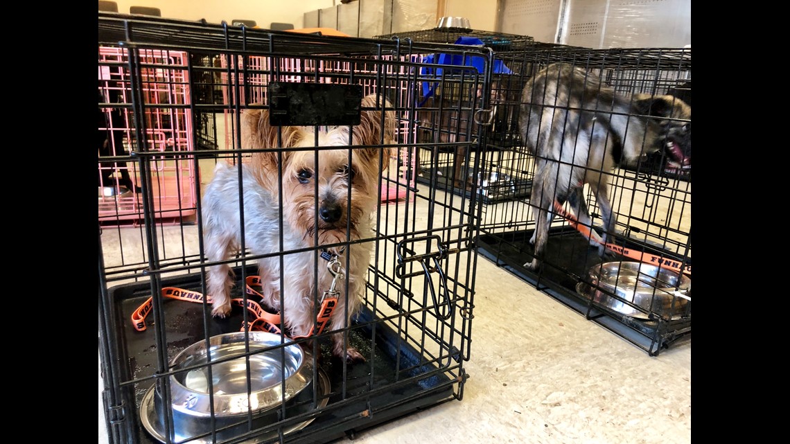 PHOTOS: Austin Pets Alive! helps Humane Society of Southeast Texas ...
