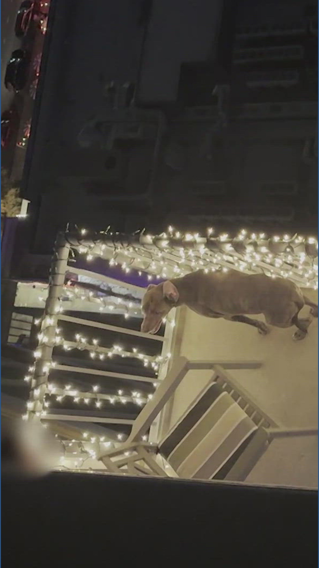 Austin police arrest man accused of abusing dog on downtown apartment ...