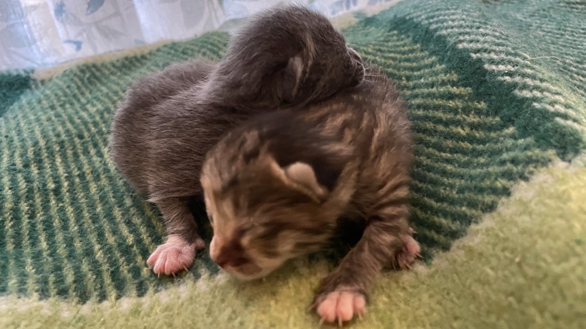 Sparkle welcomes first litter of kittens to Austin Pets Alive! | kvue.com
