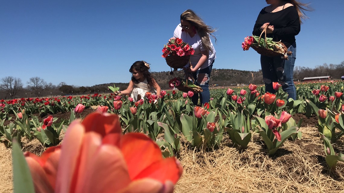 Sweet Berry Farm opens for tulip picking | kvue.com