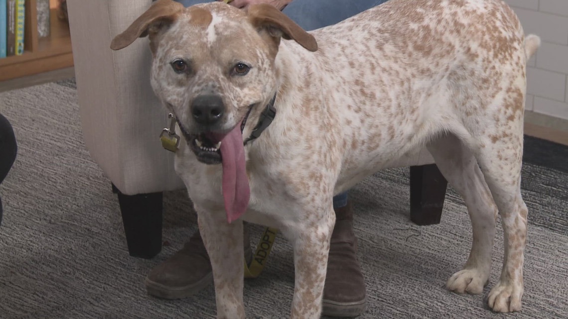 Meet Booker, a dog available to adopt from the Williamson County ...