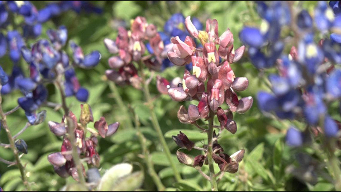 Wildflower expert explains bluebonnet variations | kvue.com