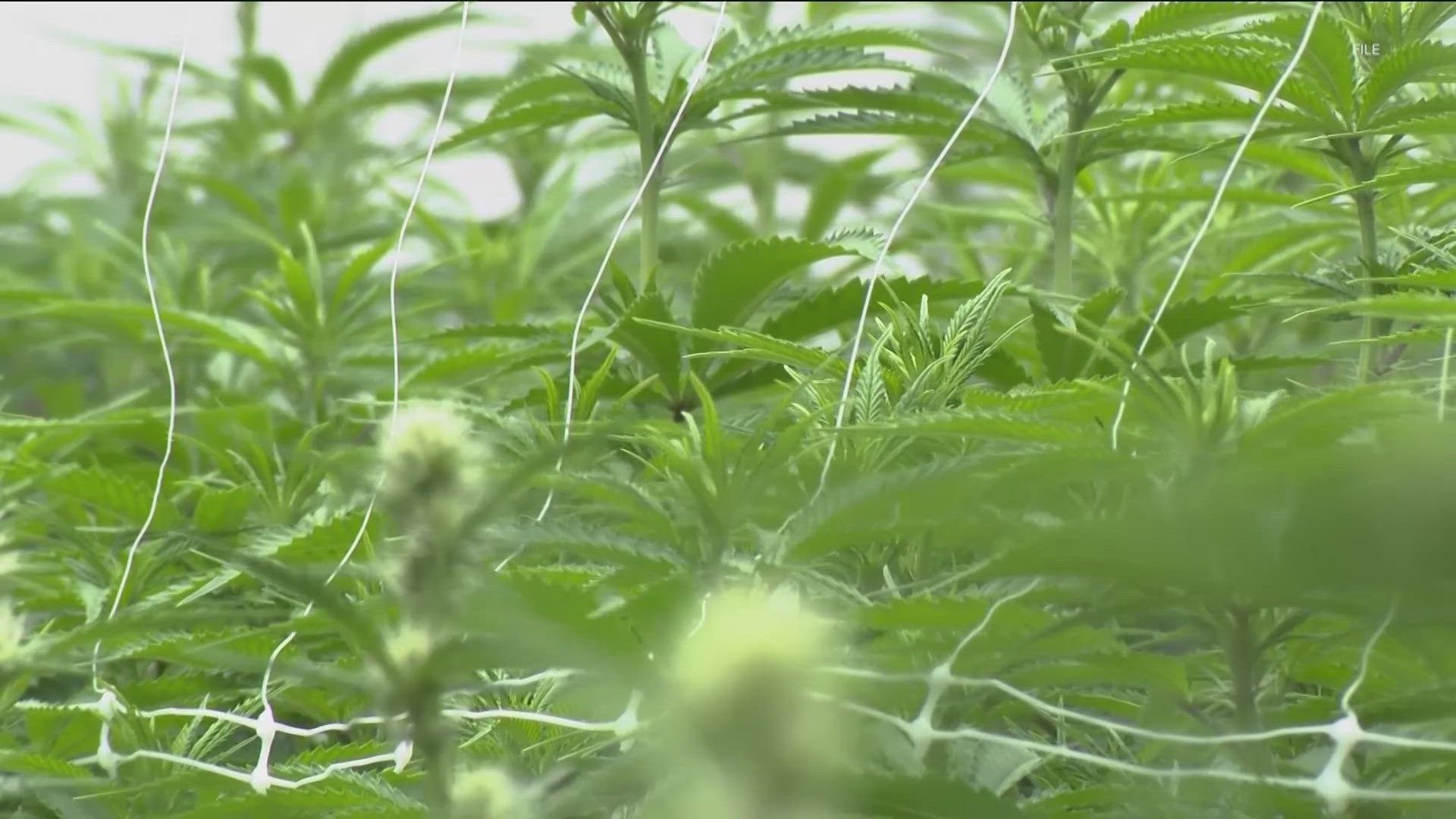 Texas Senate to vote on THC hemp ban bill in special session | kvue.com