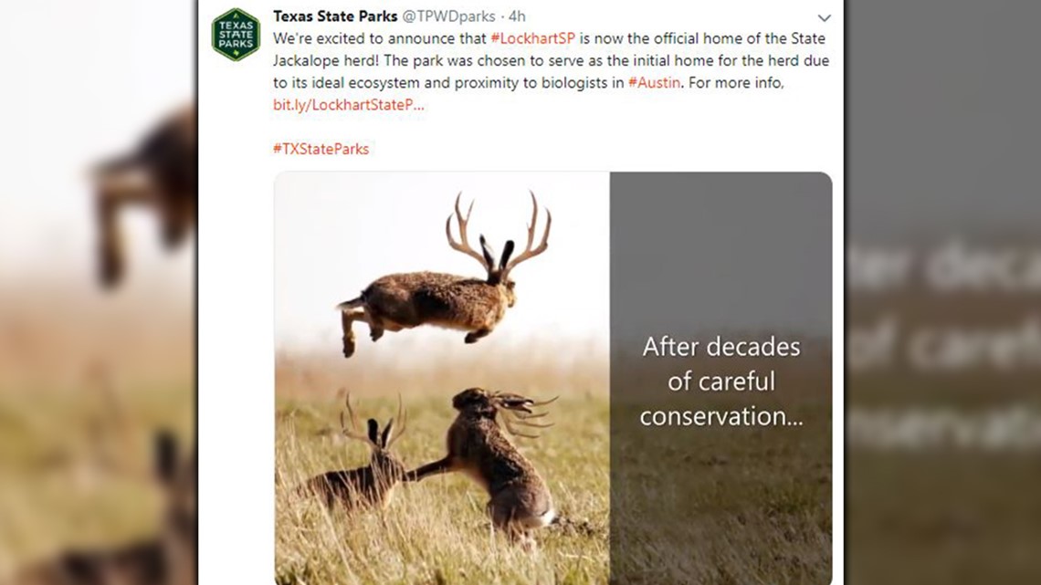 April Fools! Lockhart State Park is the new home to a herd of ...