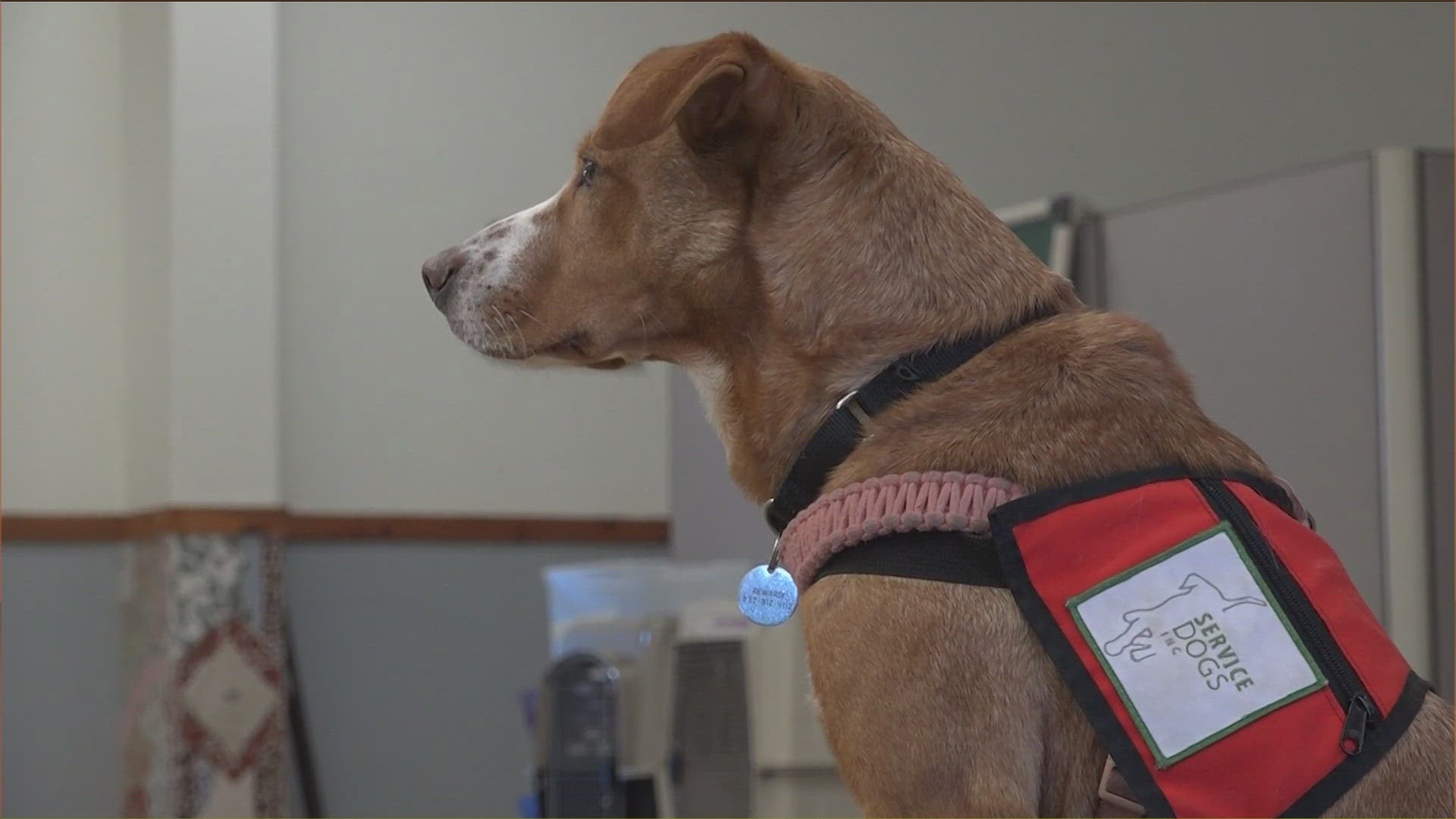 Dripping Springs nonprofit transforms shelter dogs into service dogs ...