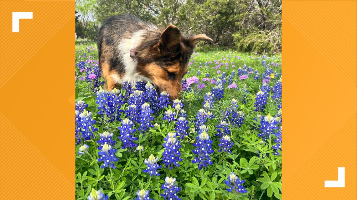 PHOTOS: Central Texans share their 2024 bluebonnet photos | kvue.com