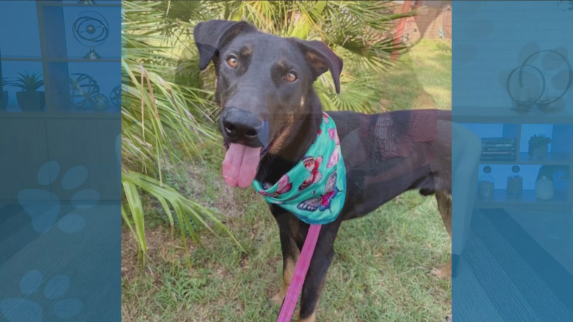 Meet Orville, a dog available to adopt from Austin Pets Alive! | Pet of ...