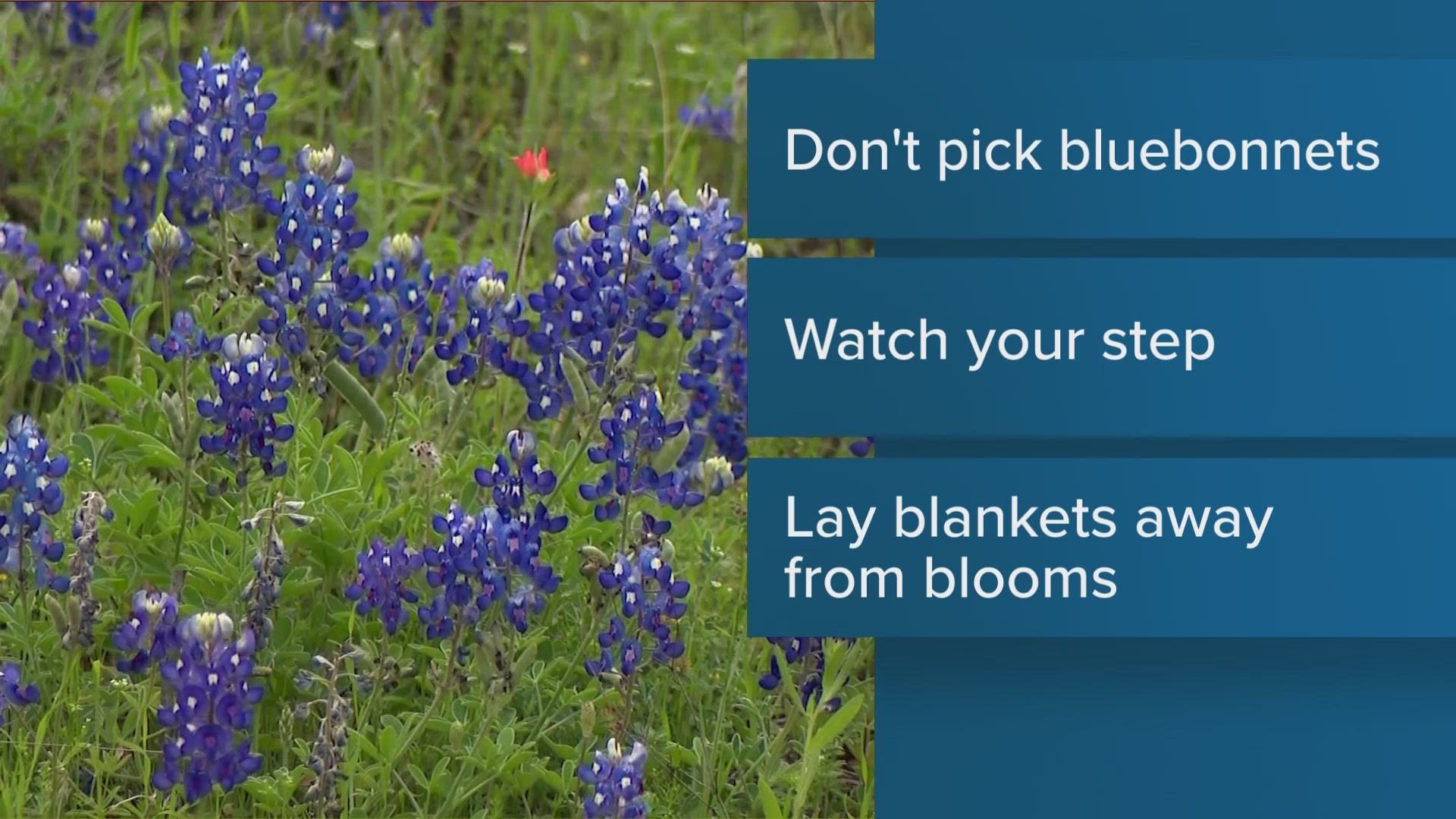 Here's how to protect bluebonnets ahead of the total solar eclipse ...