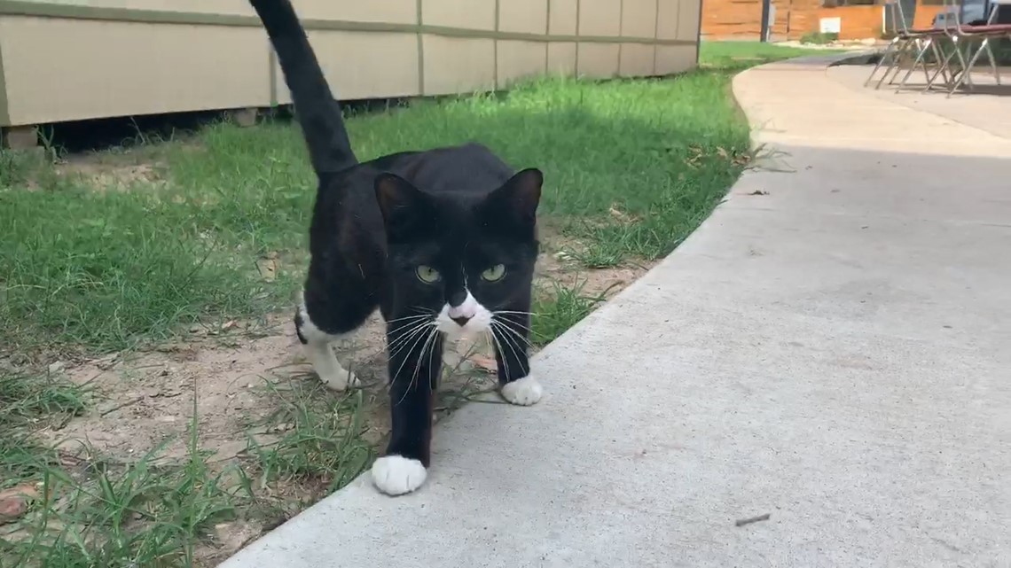 Austin Pets Alive! gives tips for 'kitten season' | kvue.com