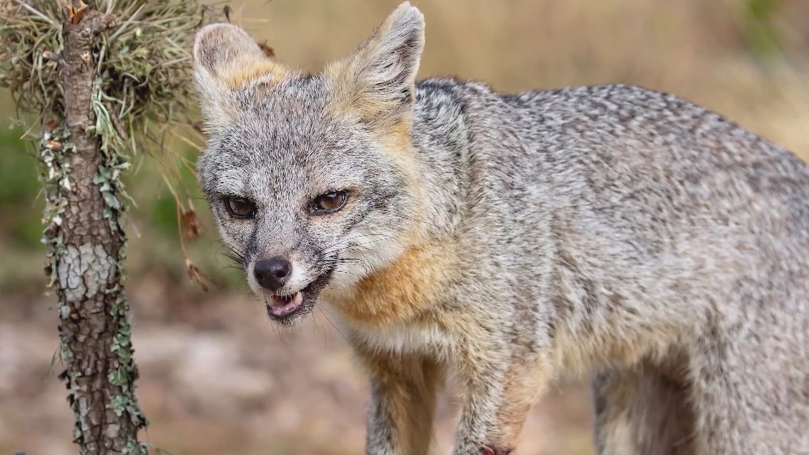 Fox tests positive for rabies after attacking cat in Wimberley | kvue.com