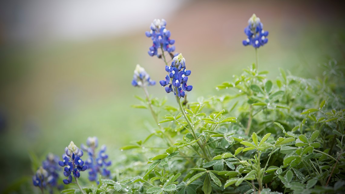 The first bluebonnet has bloomed! Where to take bluebonnet photos in ...