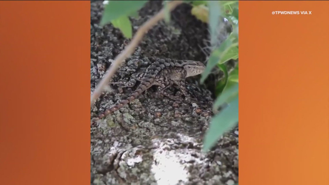 Texas Spiny Lizard captured doing 'push-ups' | kvue.com