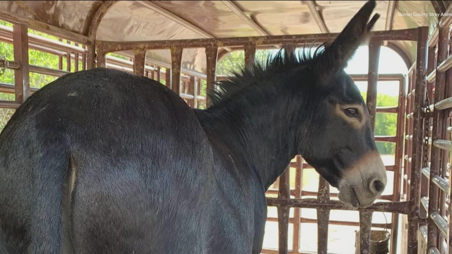 Burnet County Stray Animals looking for loose donkey's owner | kvue.com