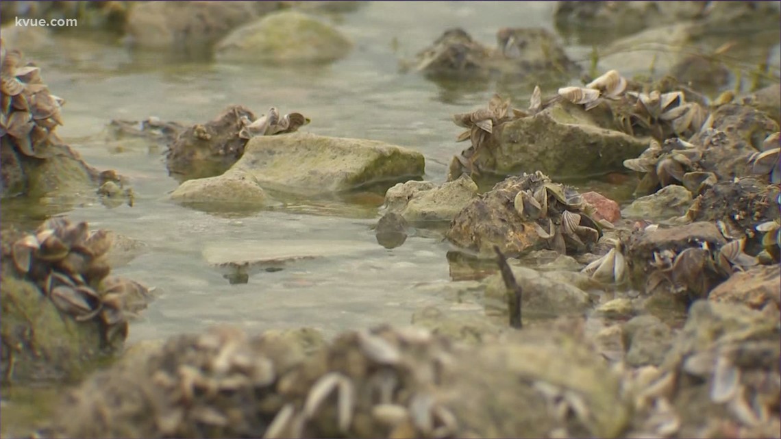 Lake Walter E. Long is 'fully infested' with zebra mussels, TPWD says ...