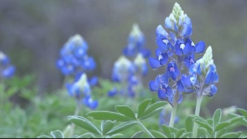 The legend of the bluebonnet | kvue.com