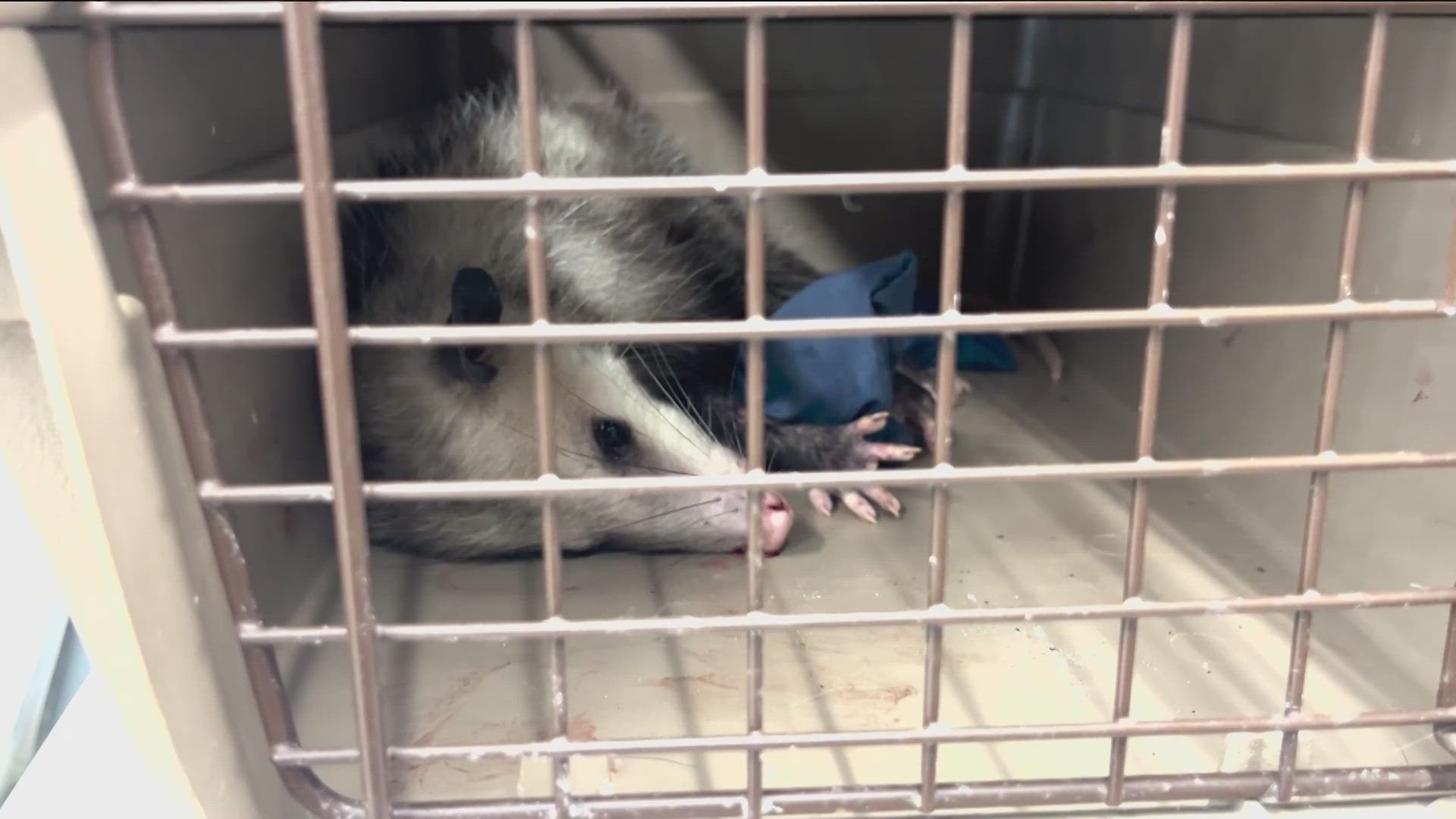 Austin Wildlife Rescue handles record-breaking animal influx following ...