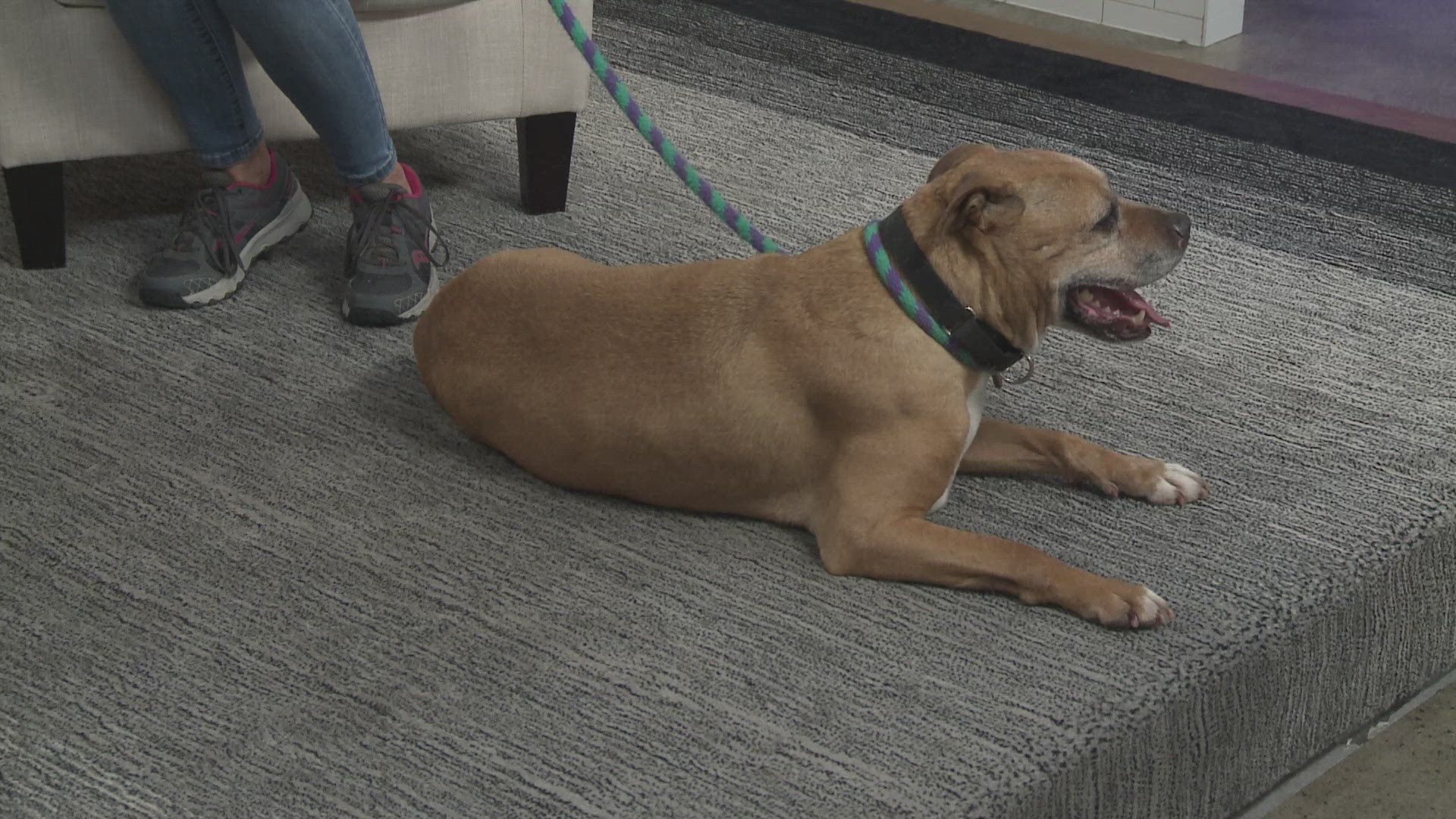 Meet Buck, a dog available to adopt from the Williamson County Regional ...