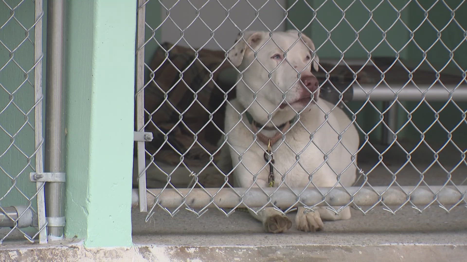 Austin Pets Alive! seeks urgent fosters for 75 animals in preparation ...