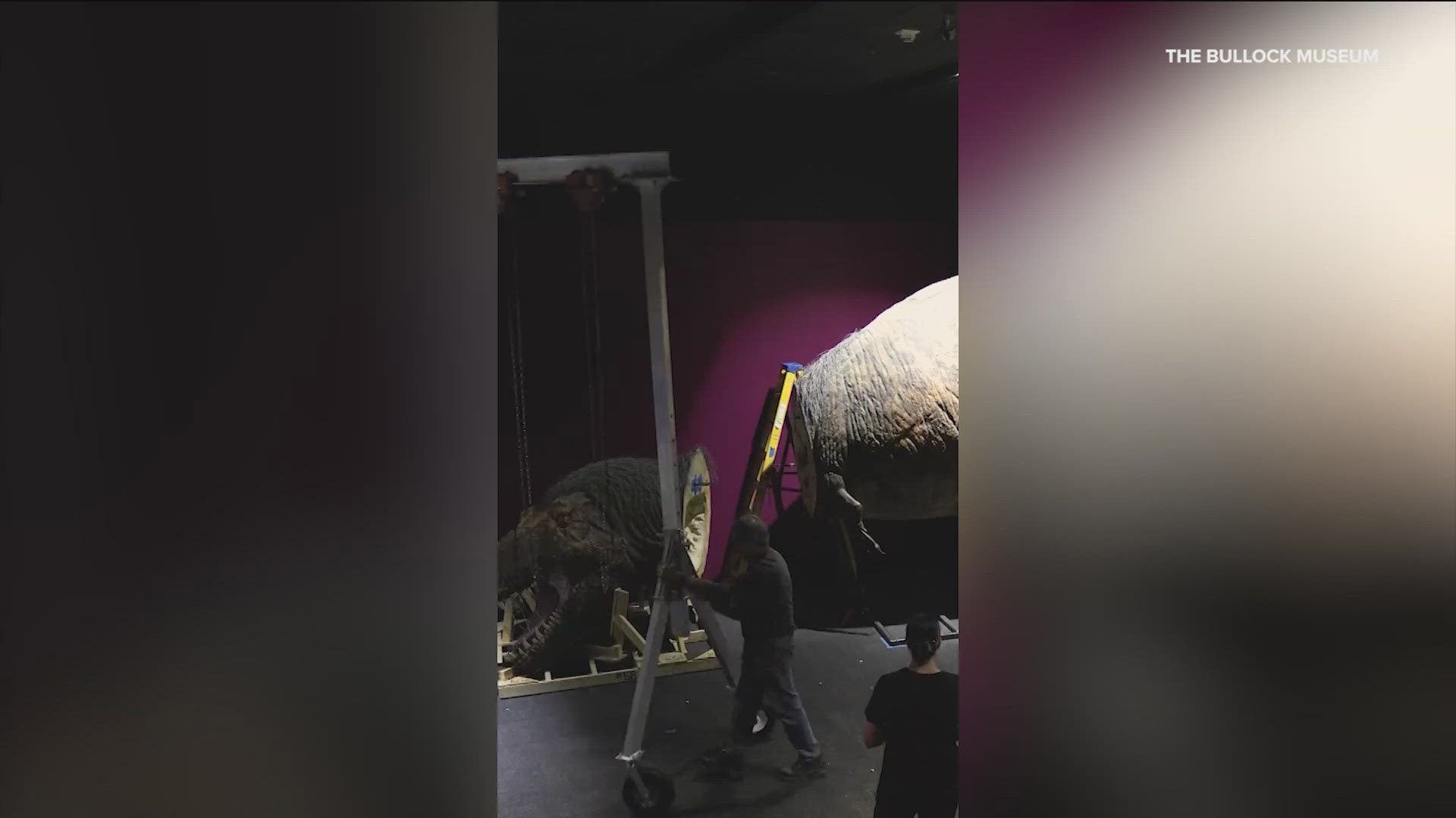 New T. rex exhibit opening at Bullock Texas State History Museum | kvue.com