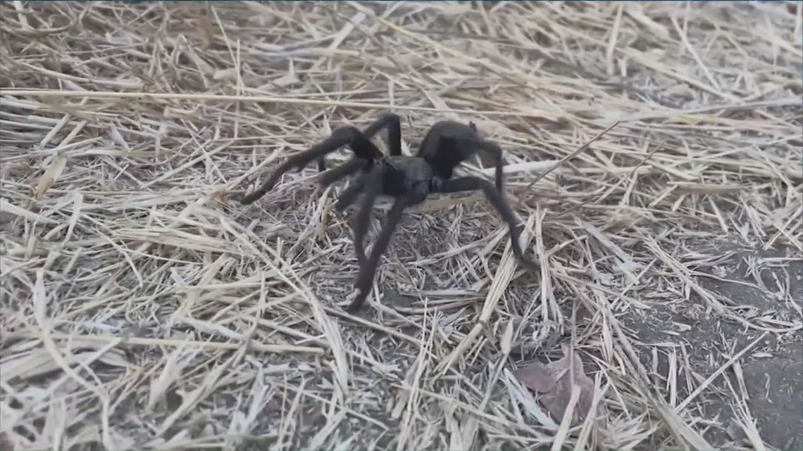 Thousands of tarantulas will soon roam the US West and Southwest | kvue.com