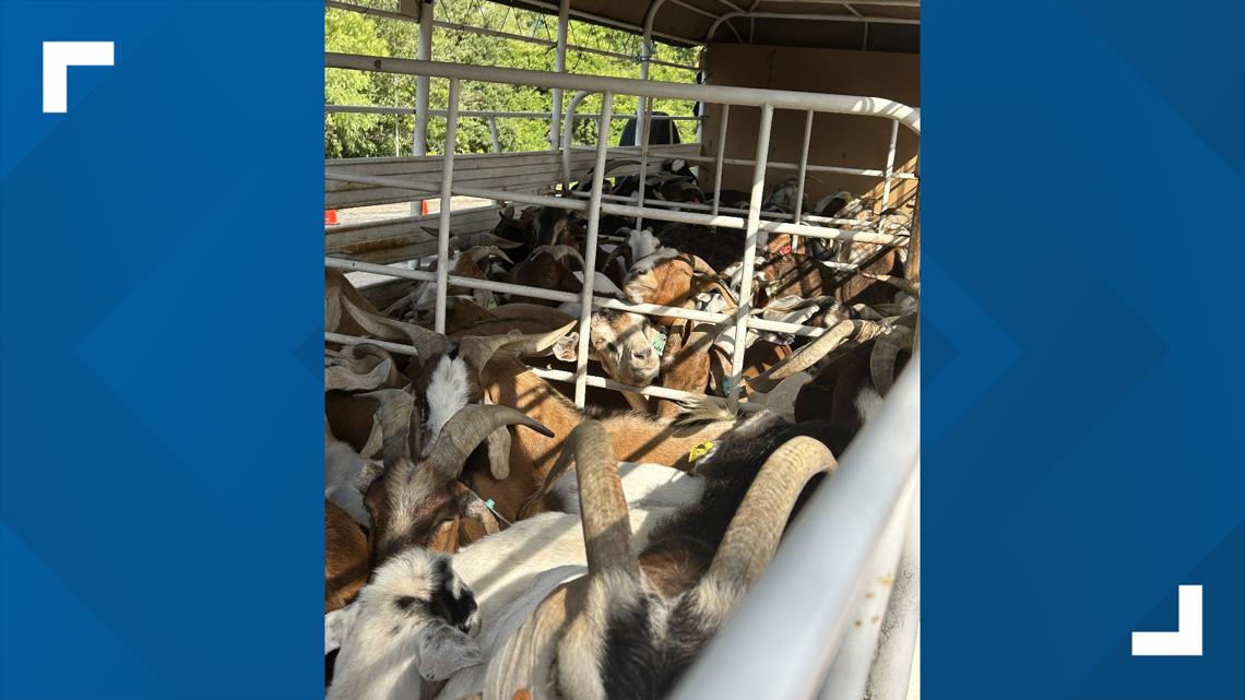 Austin, Texas, goats help clear poison ivy from Hike & Bike Trail ...