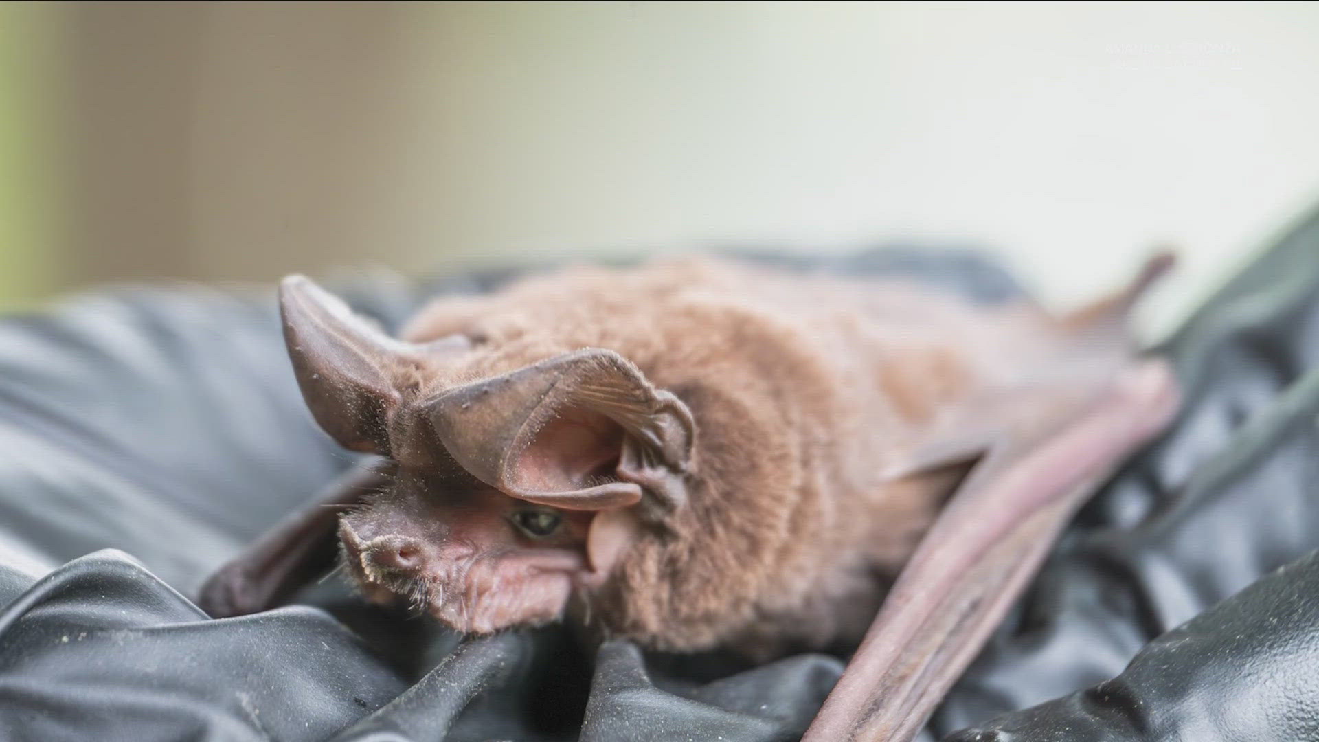 Big free-tailed bat to return to West Texas after found at UT Austin ...