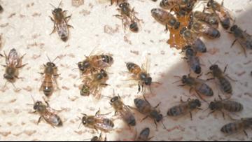 Austin beekeeper looking after 5 million bees and counting | kvue.com