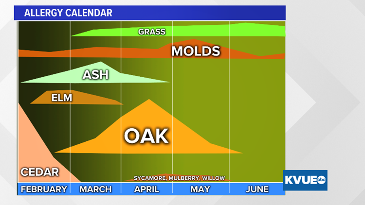 Oak pollen appears for the first time this season around Austin | kvue.com