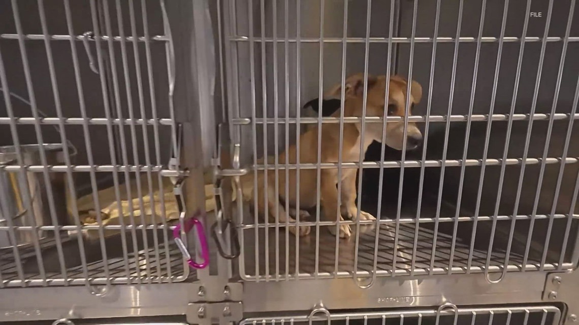 Kyle, Buda and Hays County partner to create new animal shelter | kvue.com