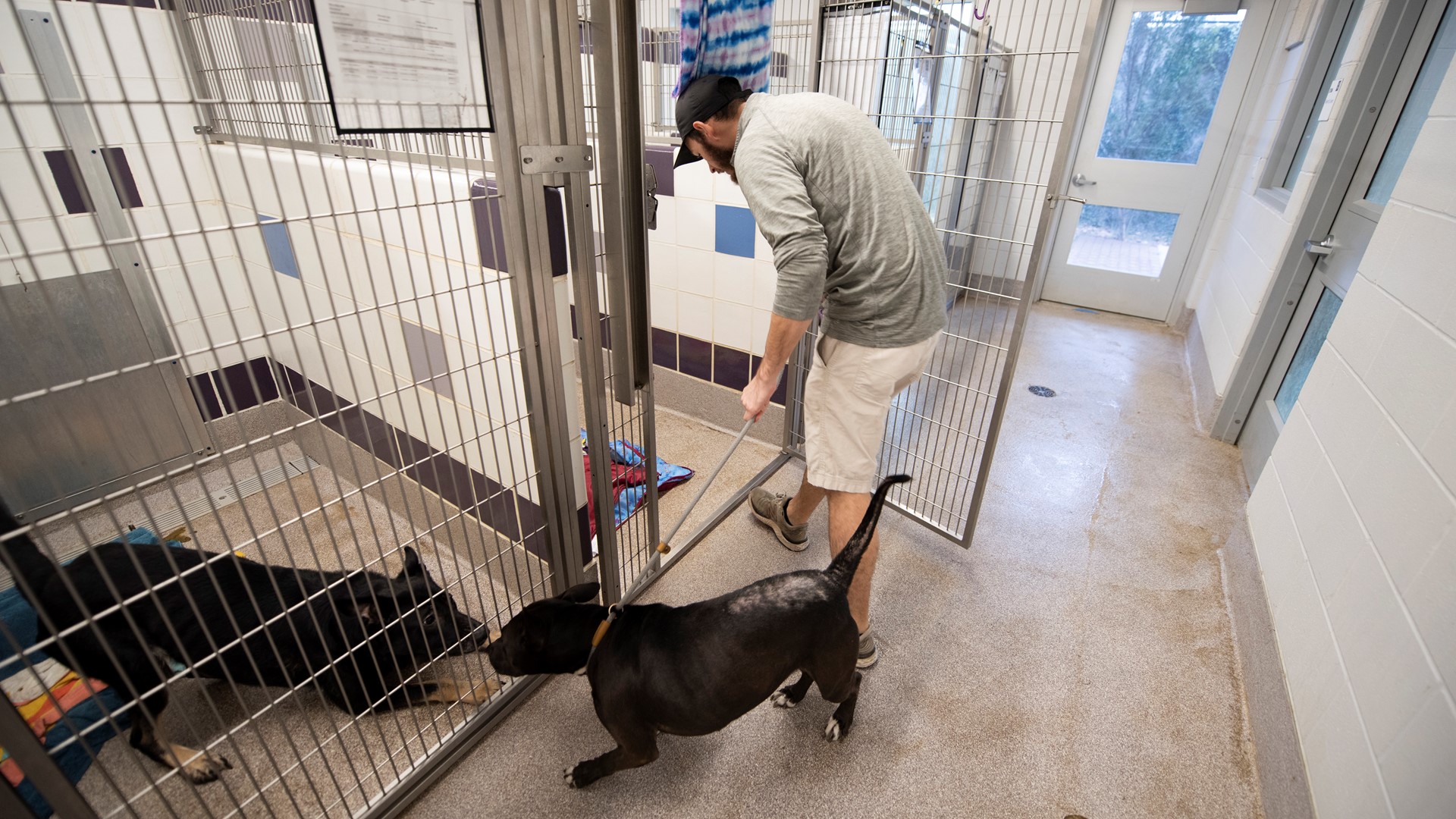 'We've gotten to a breaking point' | Williamson County animal shelter ...