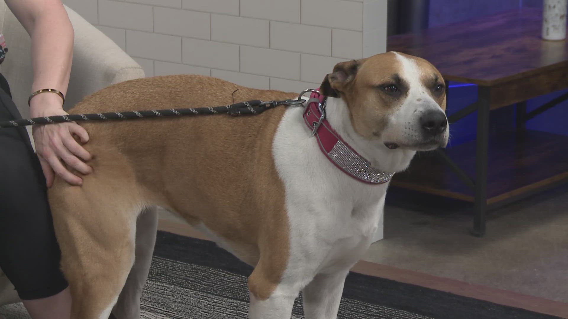 Meet Jupiter, a dog available to adopt from the Austin Animal Center ...