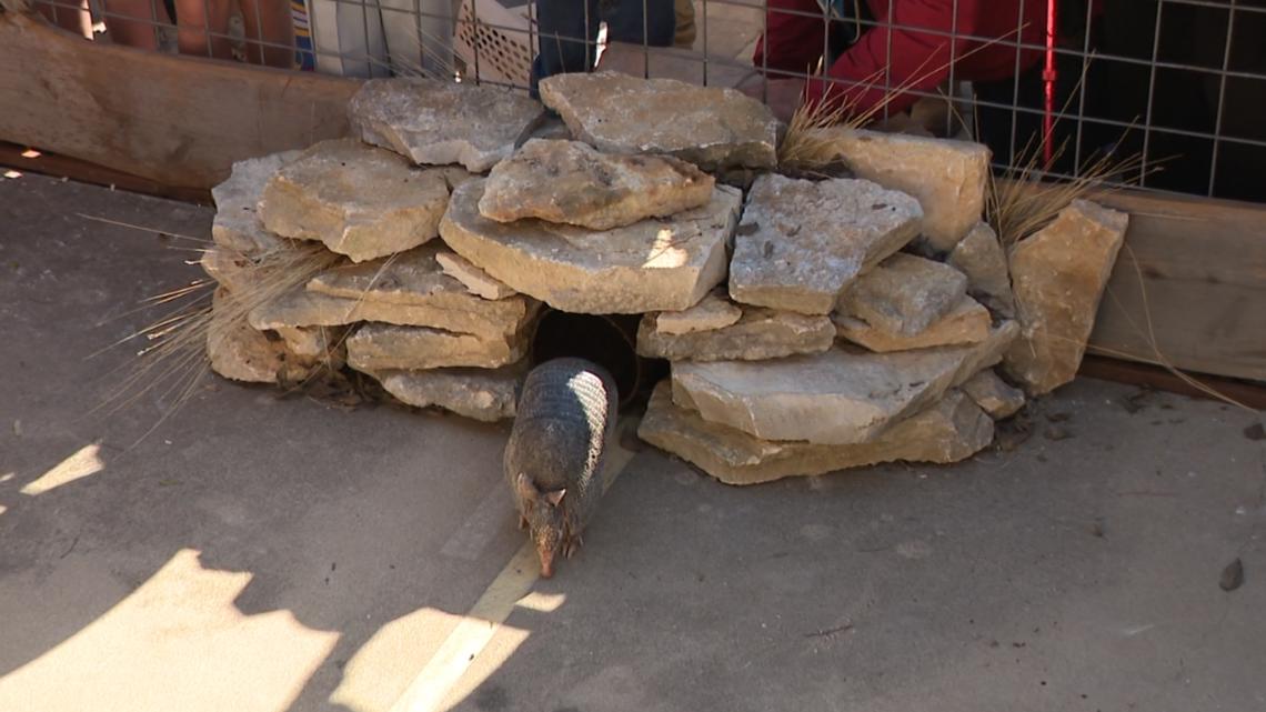 Texas armadillo Bee Cave Bob predicts an early spring | kvue.com