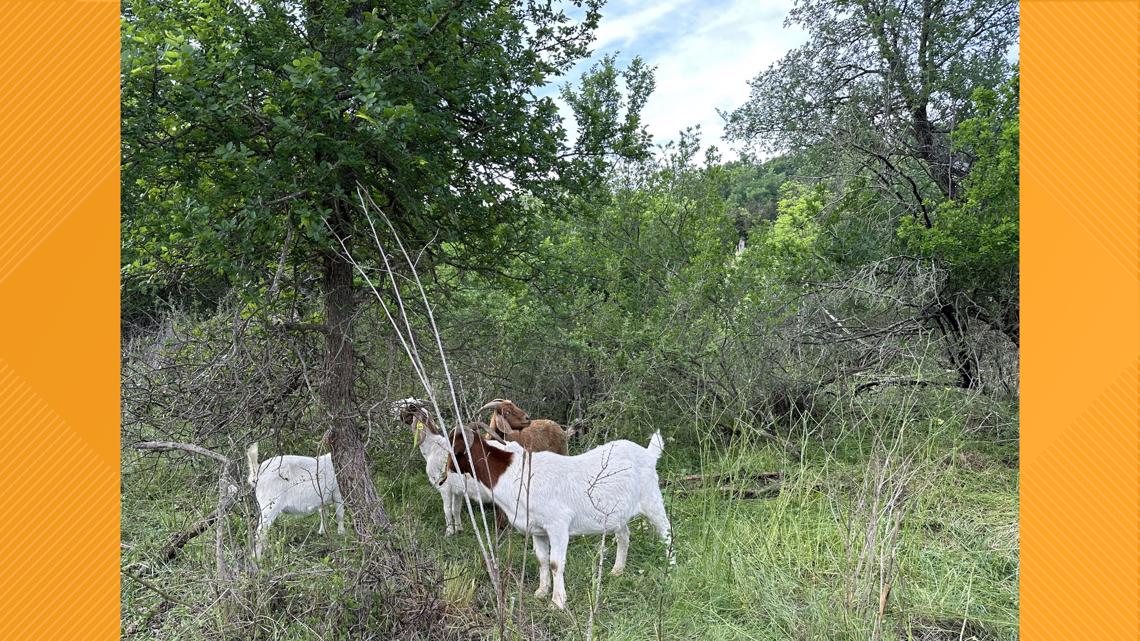 Georgetown developer hires goats to take care of mowing | kvue.com
