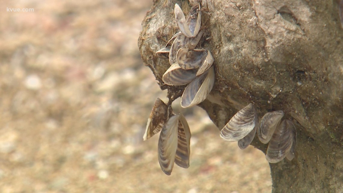 Zebra mussels found in three more Texas Lakes | kvue.com