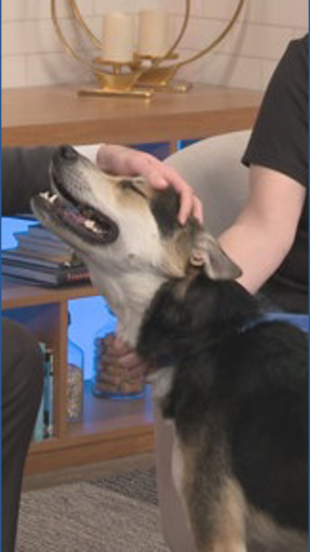 Meet Phoebe, a dog available to adopt from Austin Humane Society | Pet ...