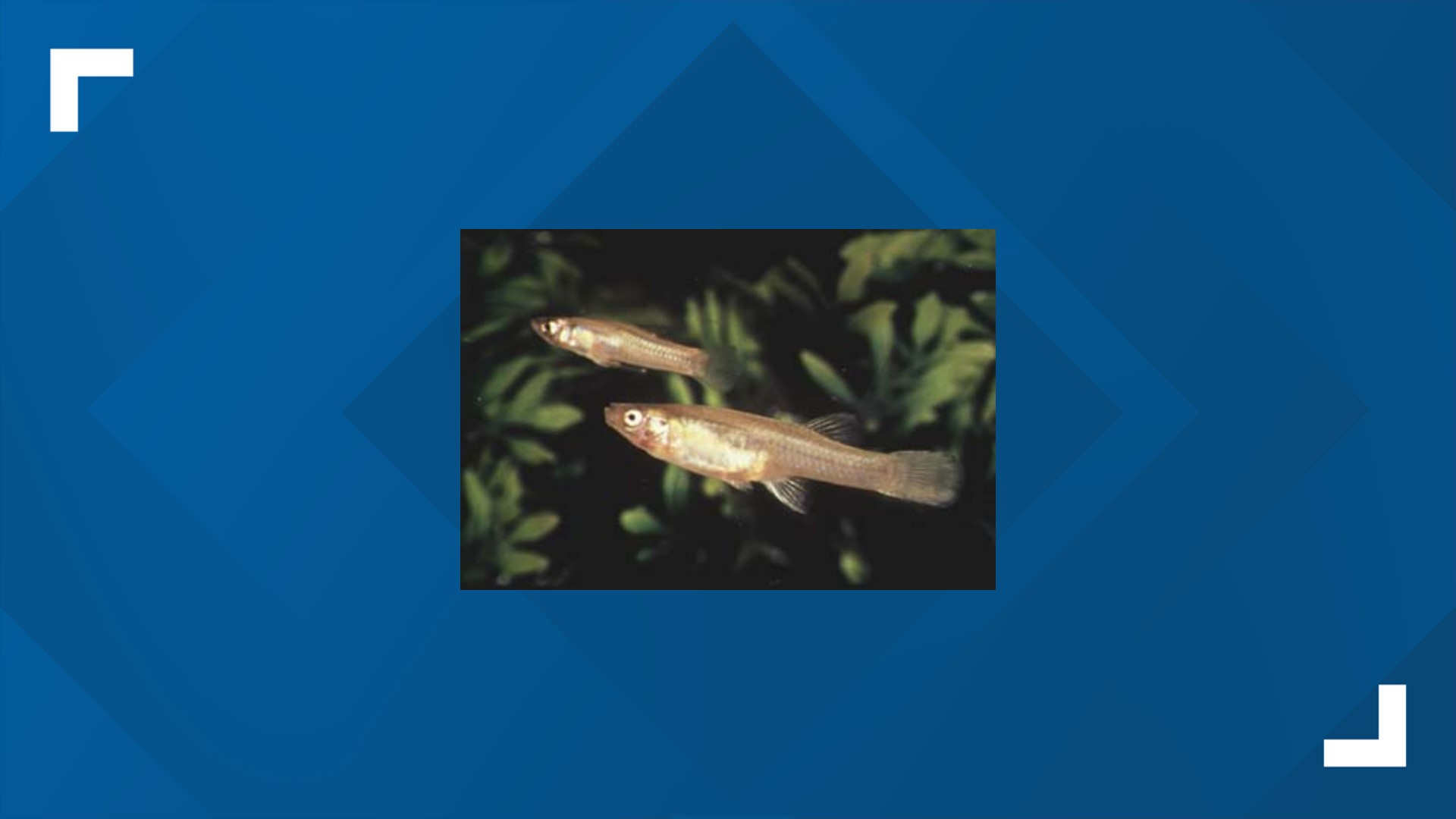 Fish species native to the San Marcos River recommended to be declared ...