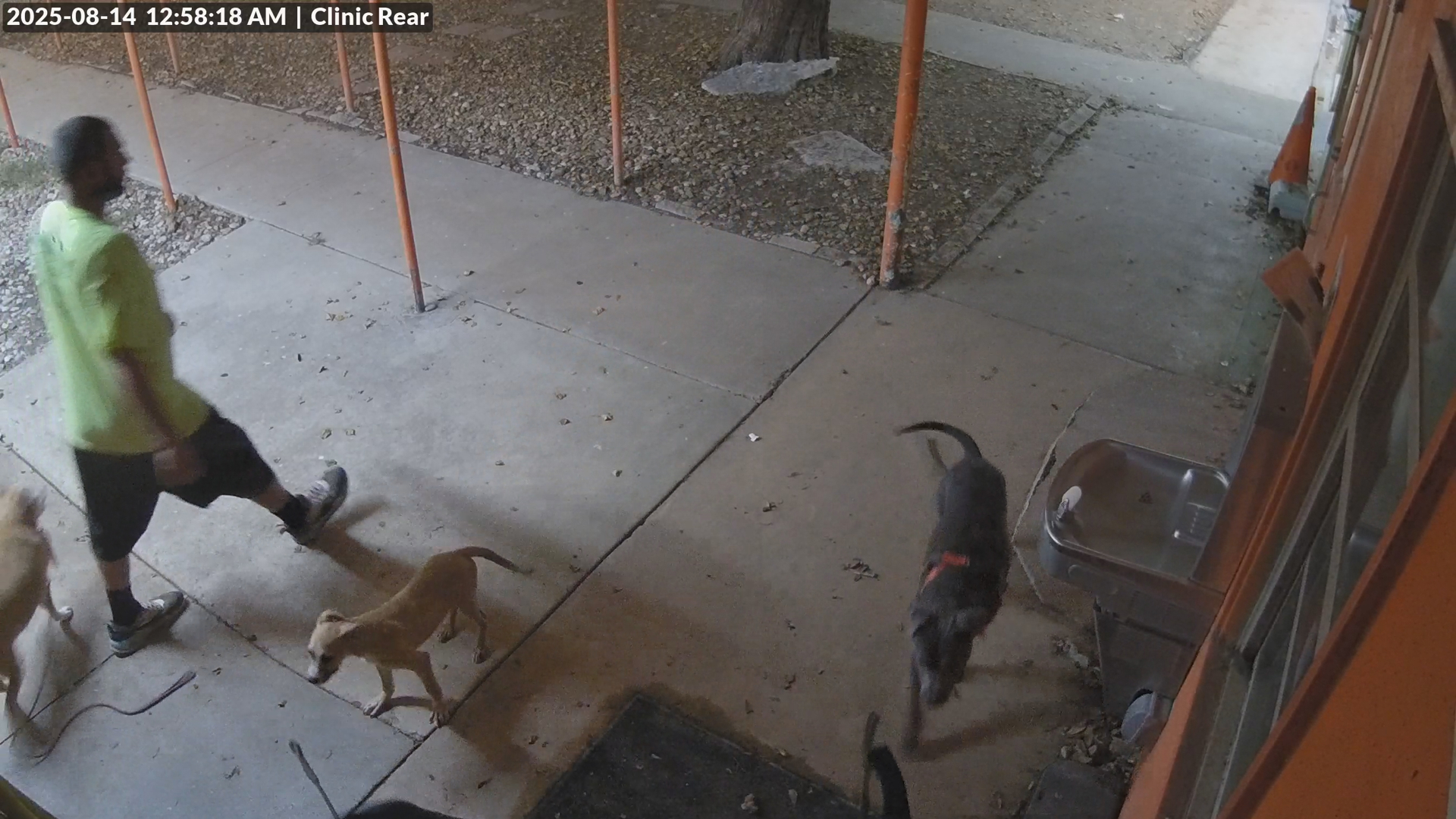 Man arrested in connection with break-in at Austin Pets Alive! animal ...