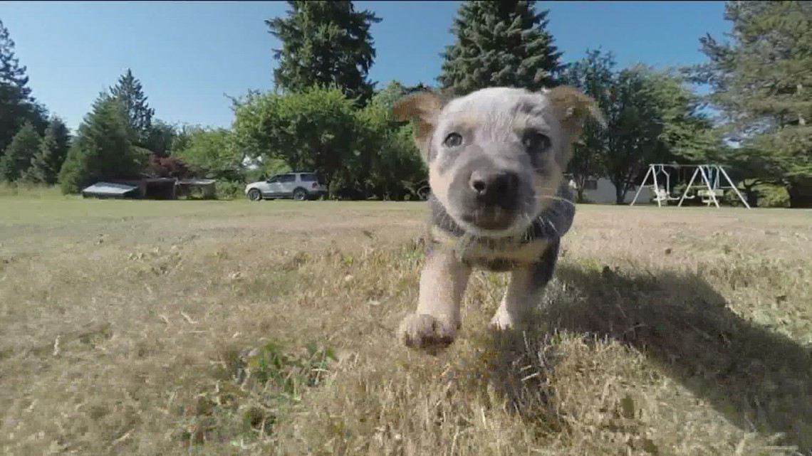 Helping domestic violence survivors and their pets with Purple Leash ...