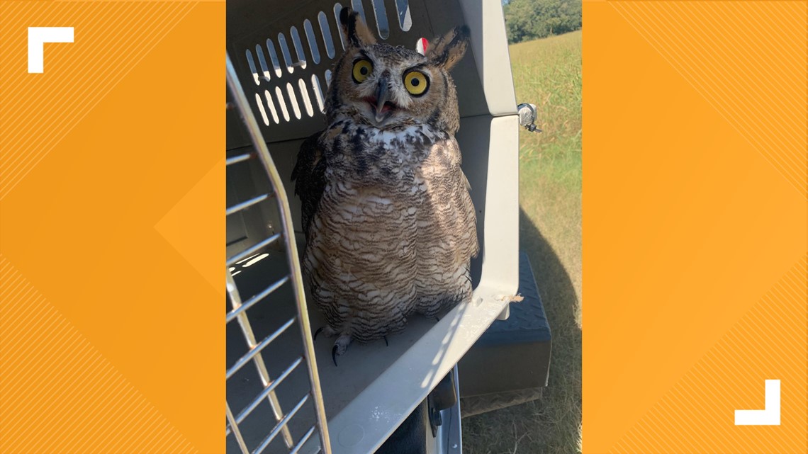 Owl returned to Hornsby Bend after being covered in mud | kvue.com