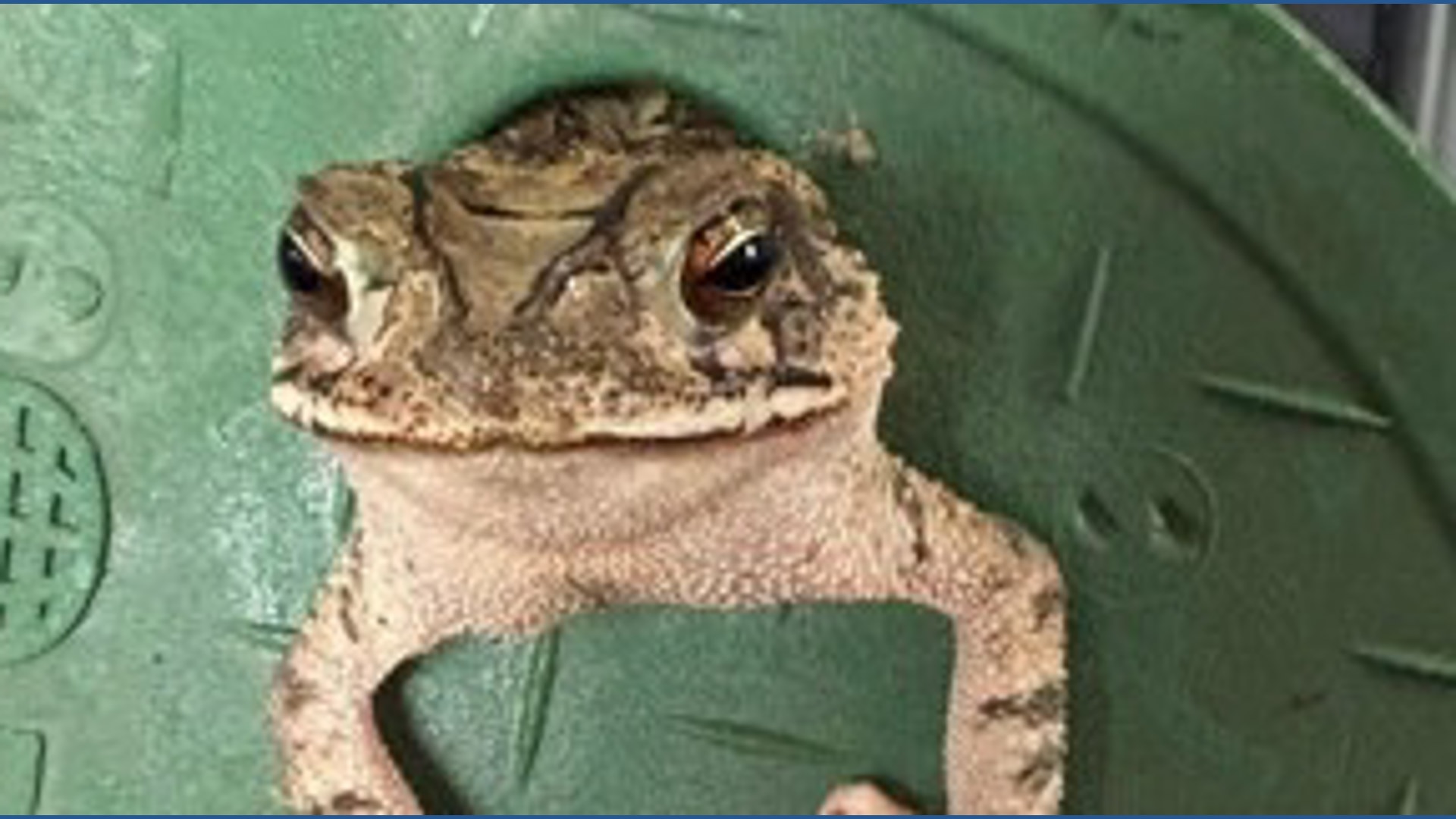 Austin toad rescued after getting stuck in a hole | kvue.com