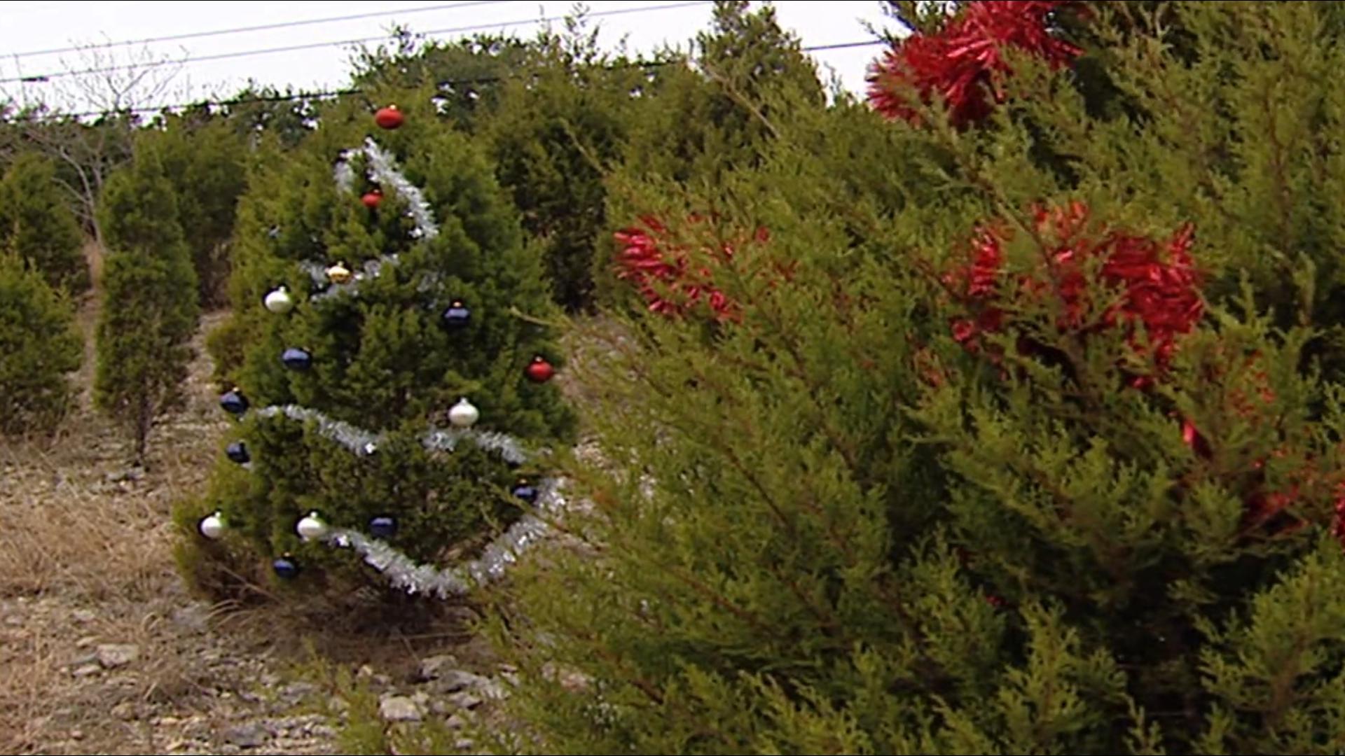 Lacy helps No. 6 Ole Miss rally past Florida for 34-24 win and Rebels ...