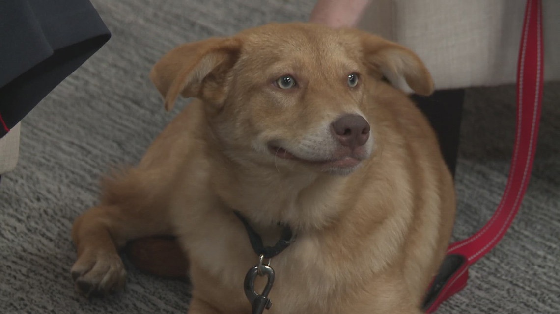 Meet Cassie, a dog available to adopt from the Austin Humane Society ...